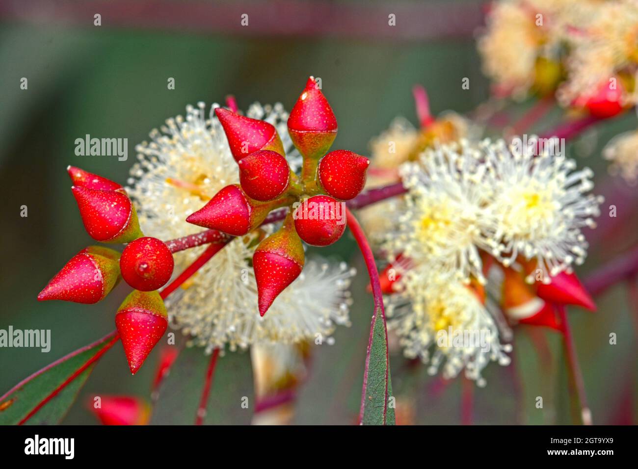 Eucalyptus blossom hi-res stock photography and images - Alamy