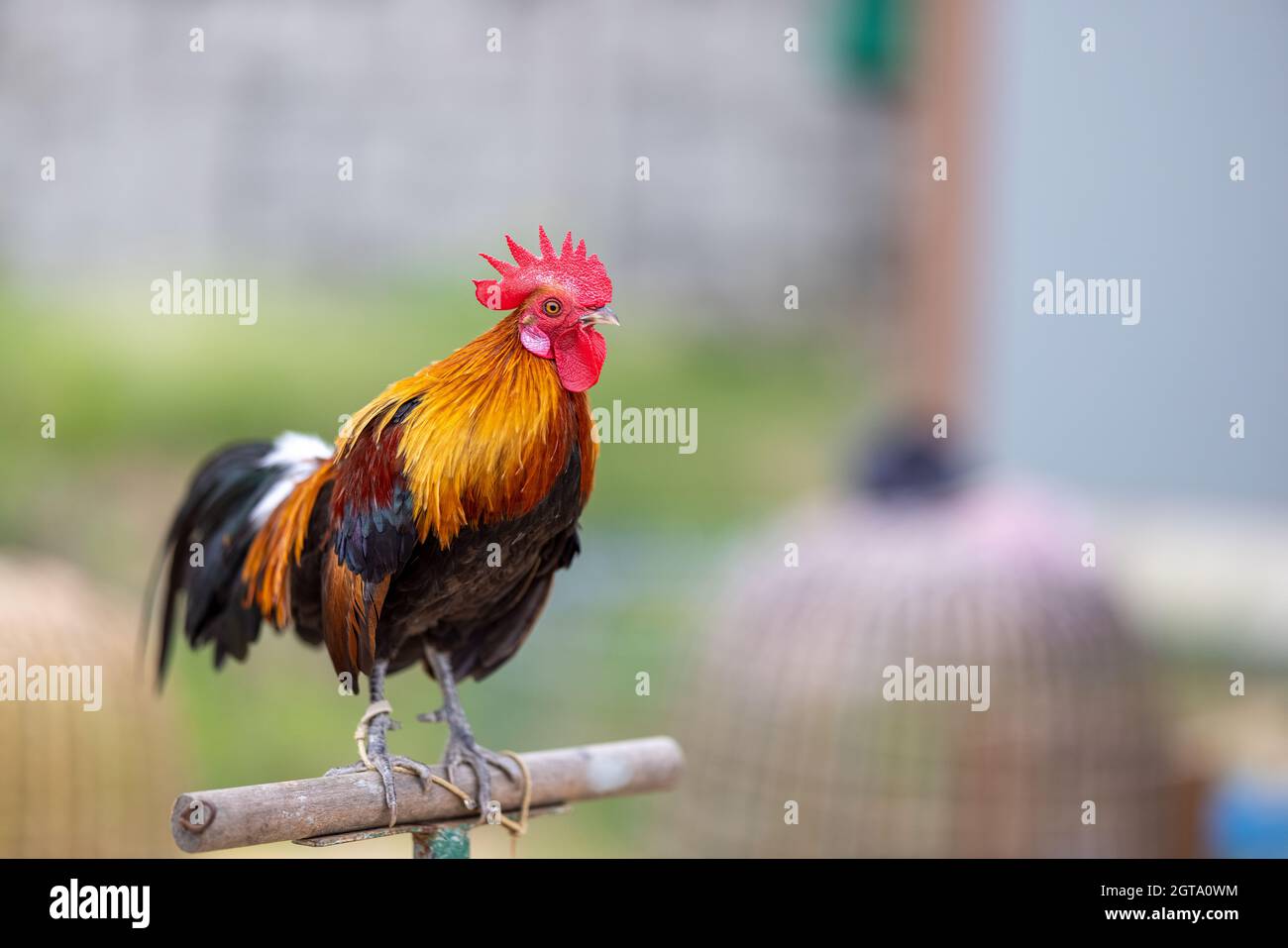 Full Body Of Adult Rooster Or Chicken On The Farm Stock Photo - Alamy