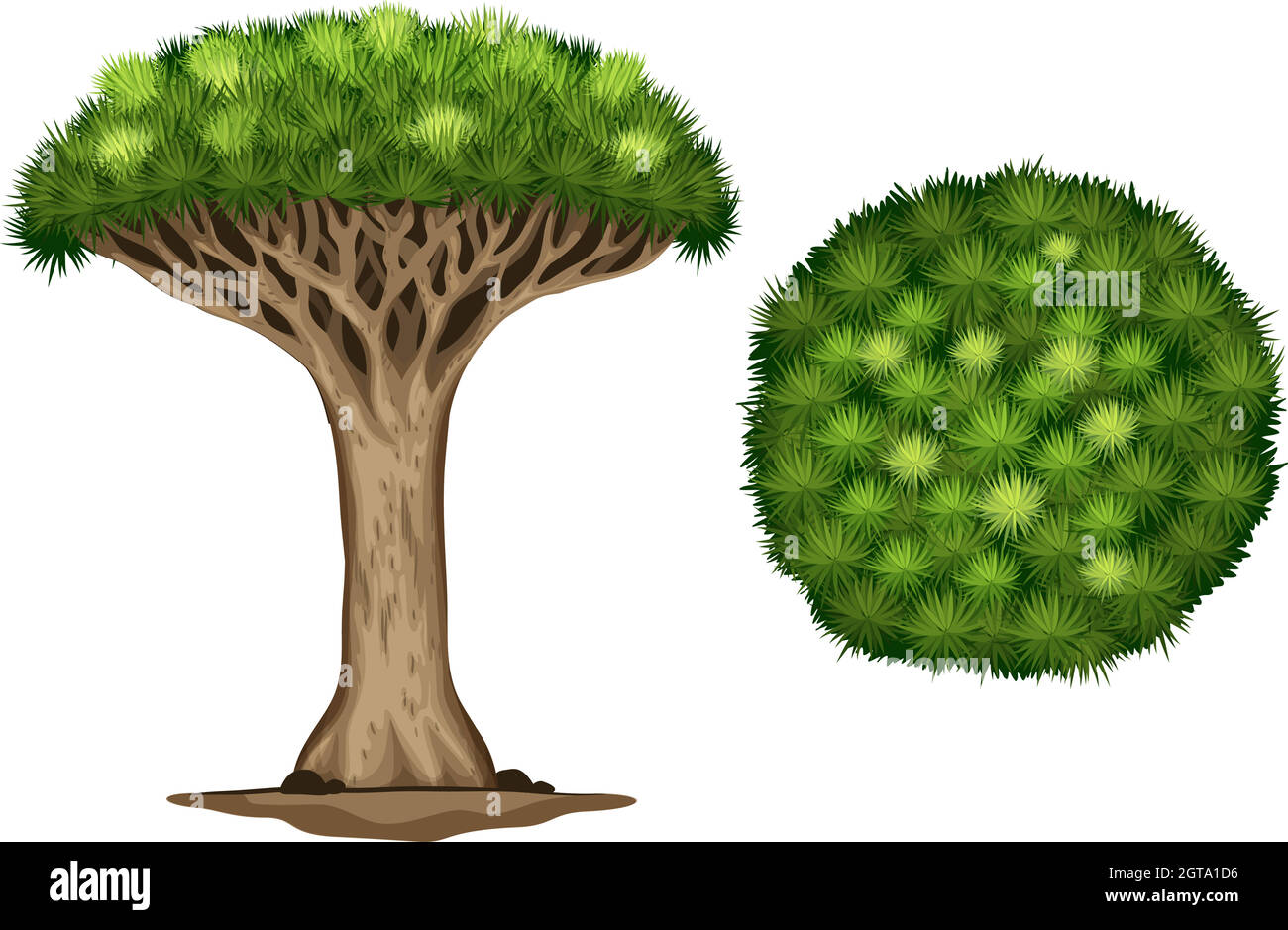 A Blood dragon tree Stock Vector Image & Art - Alamy