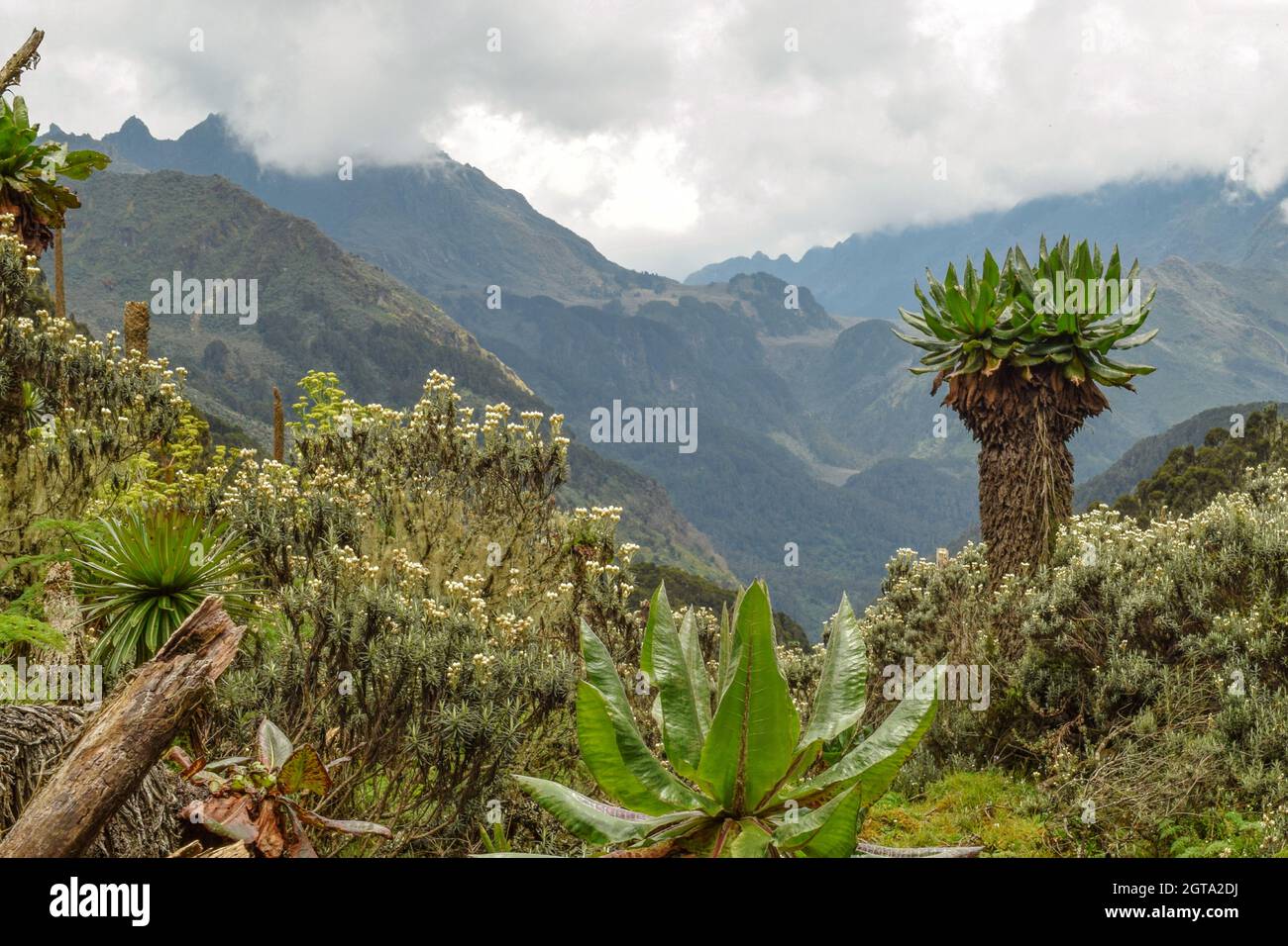 High altitude plants hi-res stock photography and images - Alamy