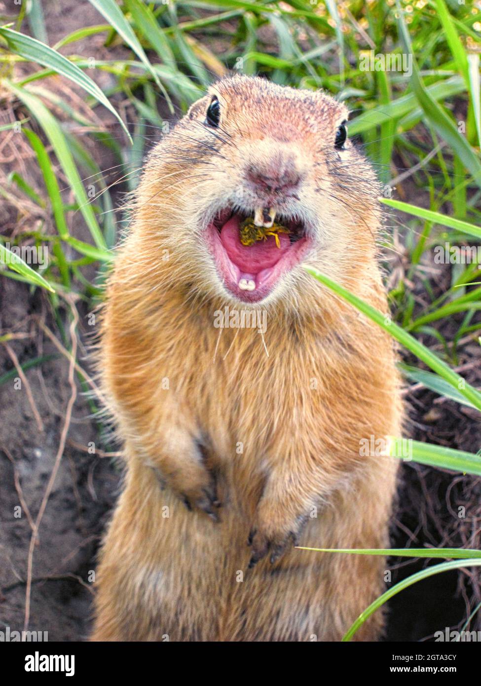 Gopher Teeth High Resolution Stock Photography and Images - Alamy