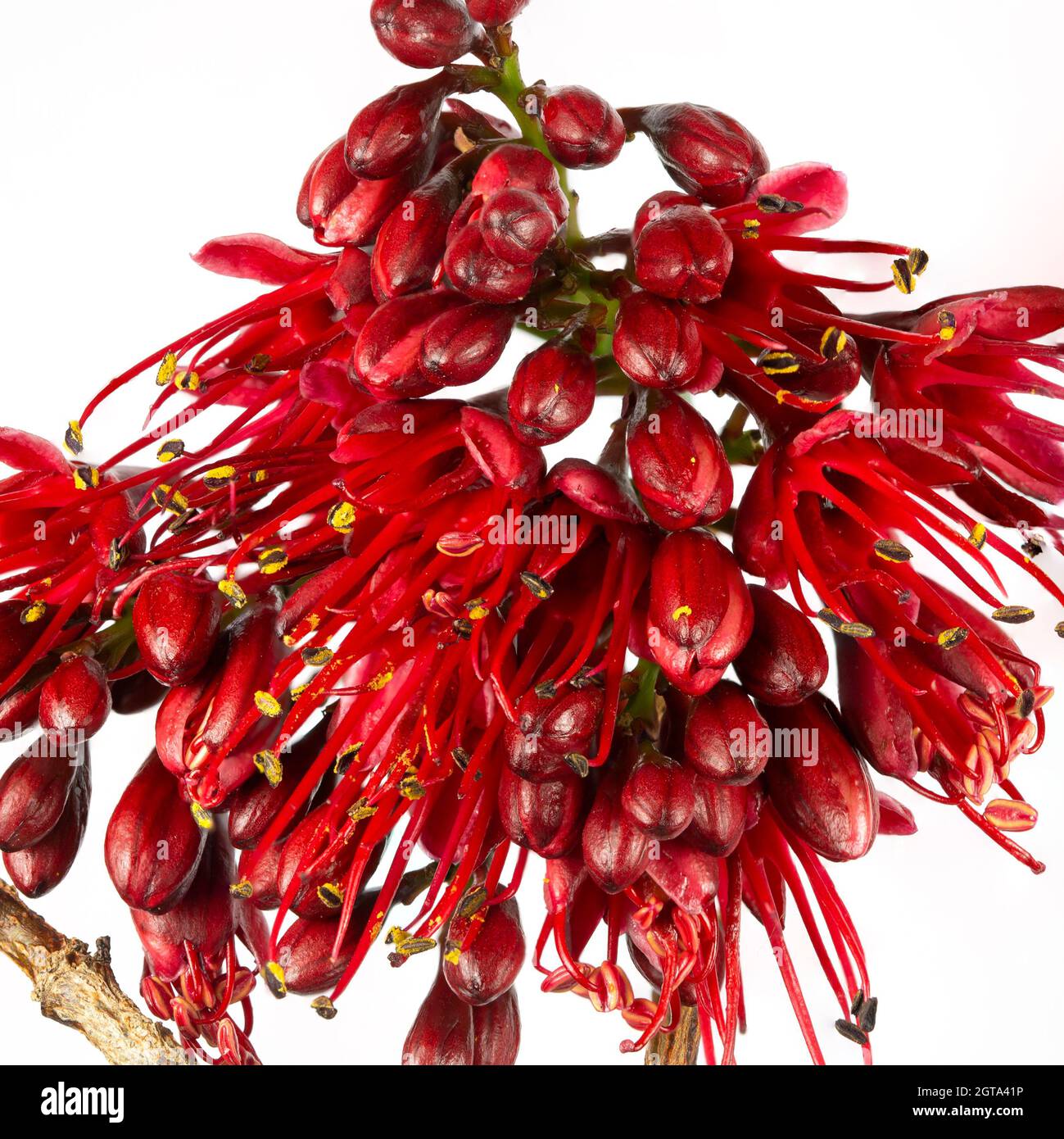 Deep red flower of the Drunken Parrot Tree, Schotia brachypetala, a ...