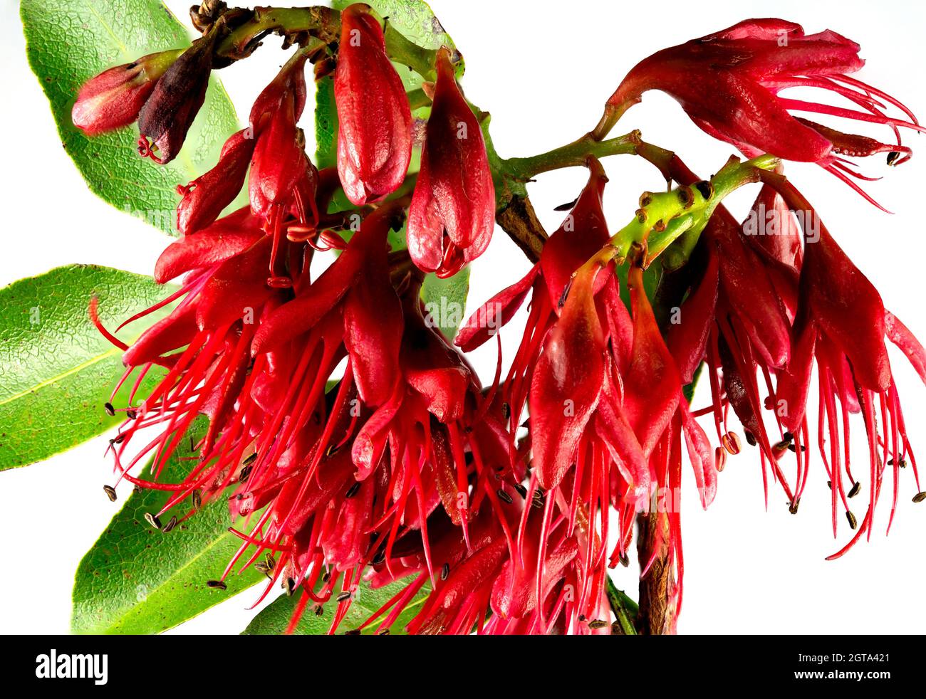 Deep red flower of the Drunken Parrot Tree, Schotia brachypetala, a ...