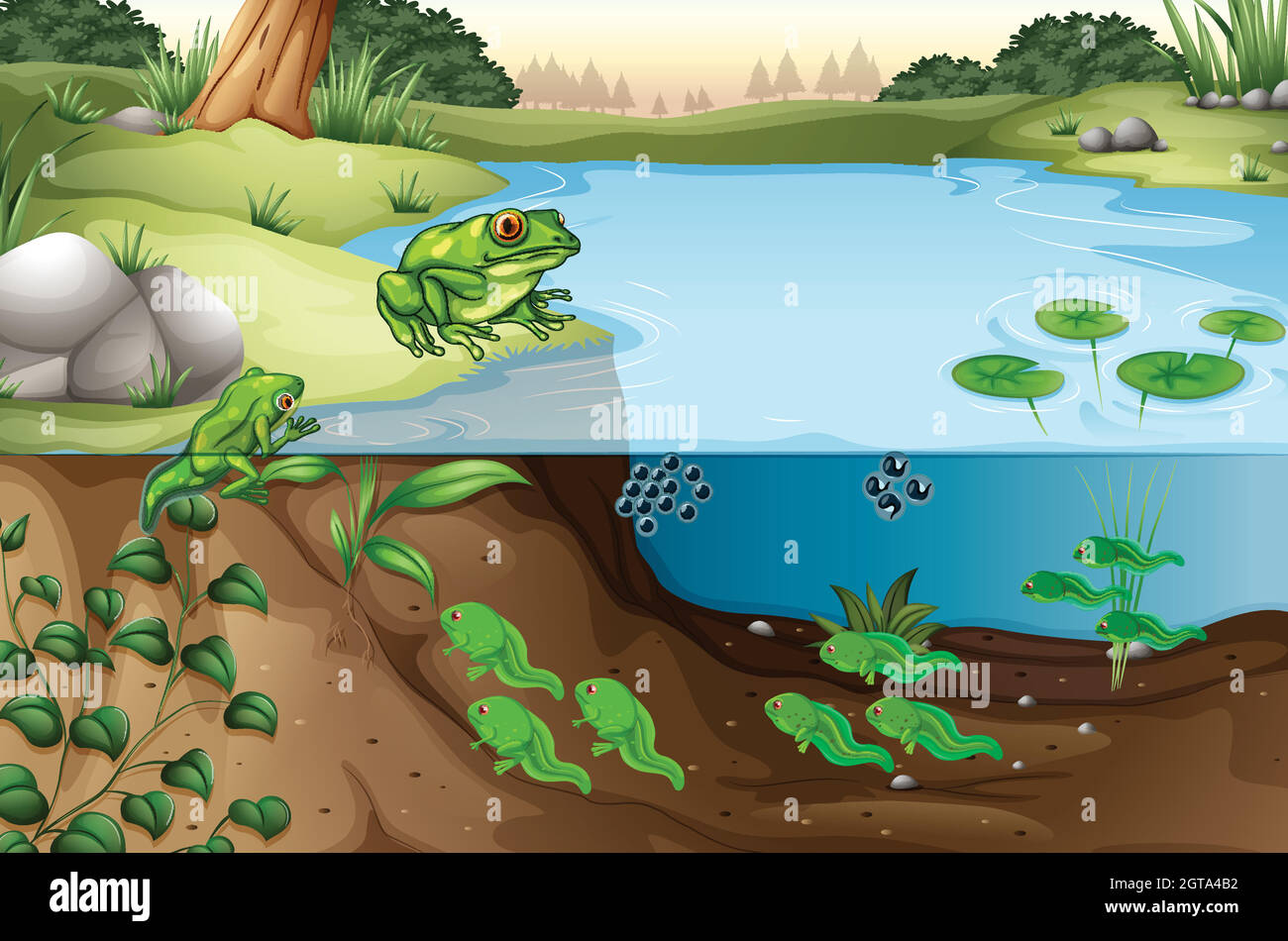 Frogs on a tree Stock Vector Images - Alamy