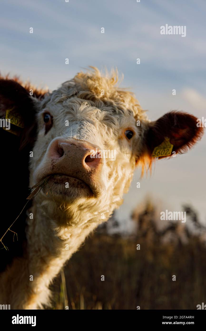 Shocked cow hi-res stock photography and images - Alamy
