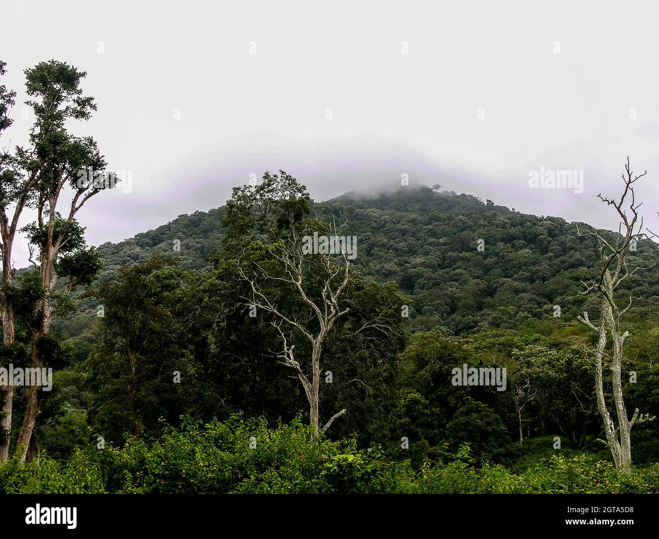 Reserve forest karnataka hi-res stock photography and images - Alamy