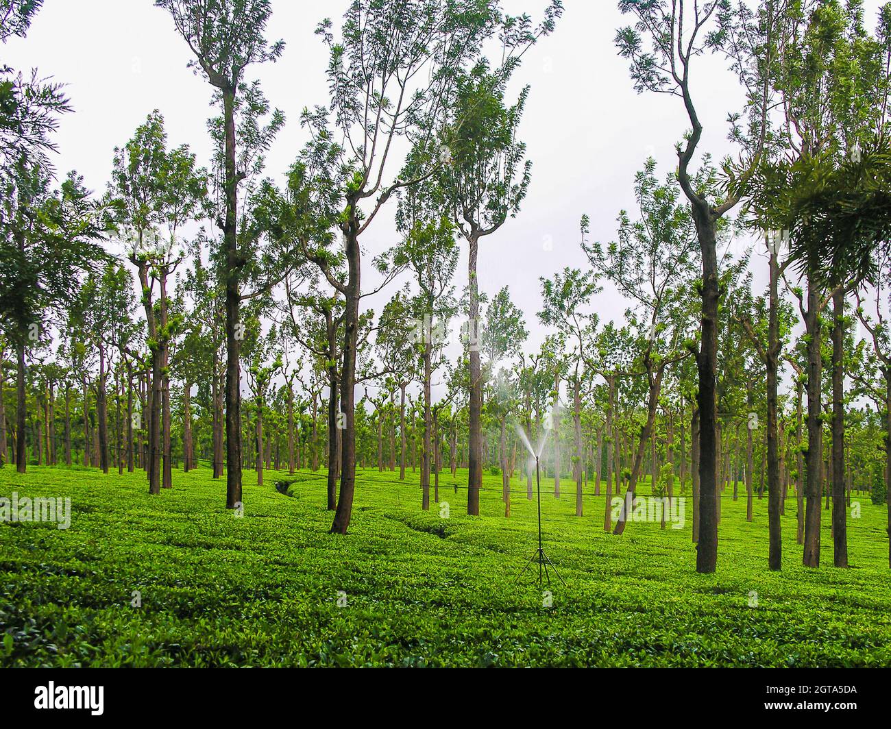 Silver oak tea plantation hi-res stock photography and images - Alamy