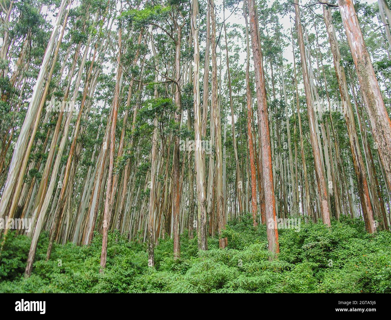 Eucalyptus forest at Ooty, India Stock Photo - Alamy