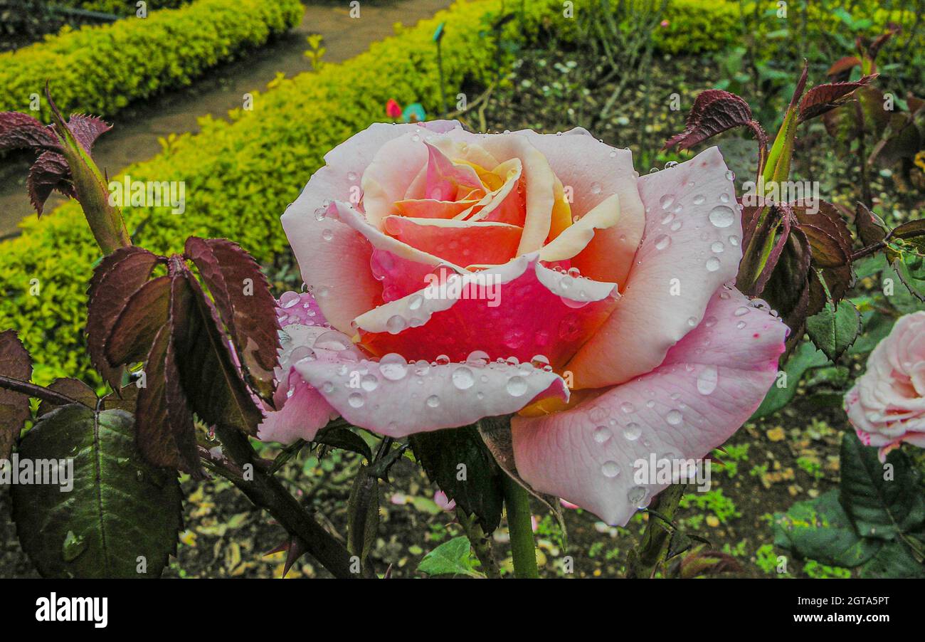 Roses from Ooty rose garden, India Stock Photo - Alamy
