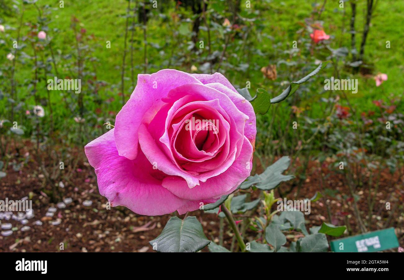 Rose Garden India High Resolution Stock Photography and Images - Alamy