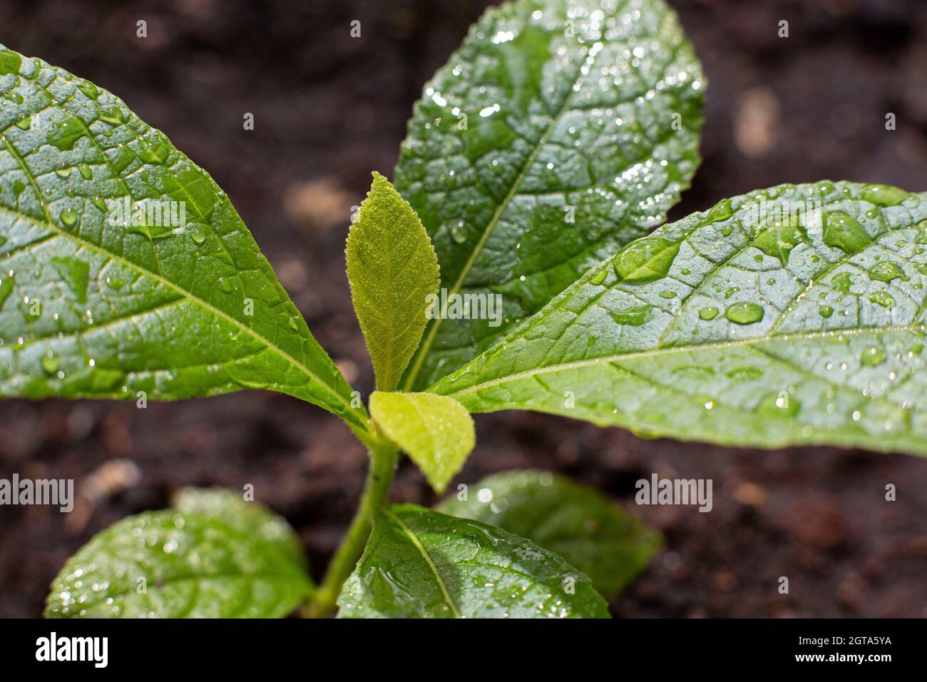 Growing teak plant hi-res stock photography and images - Alamy