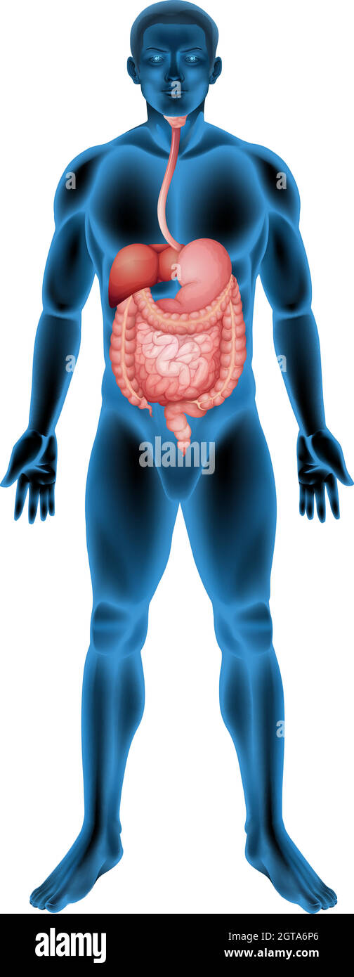 Human digestive system cross section hi-res stock photography and ...