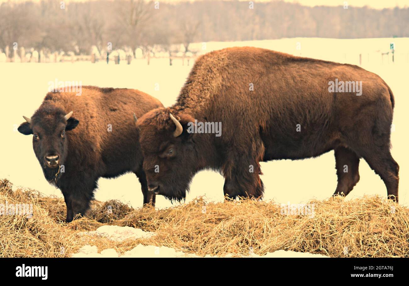 Bisons environment hi-res stock photography and images - Alamy