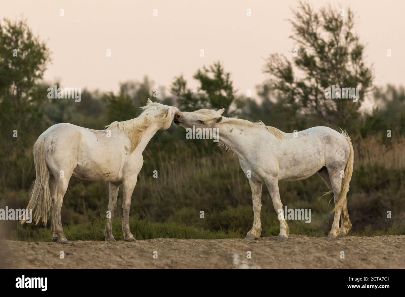 Love between two animals hi-res stock photography and images - Alamy