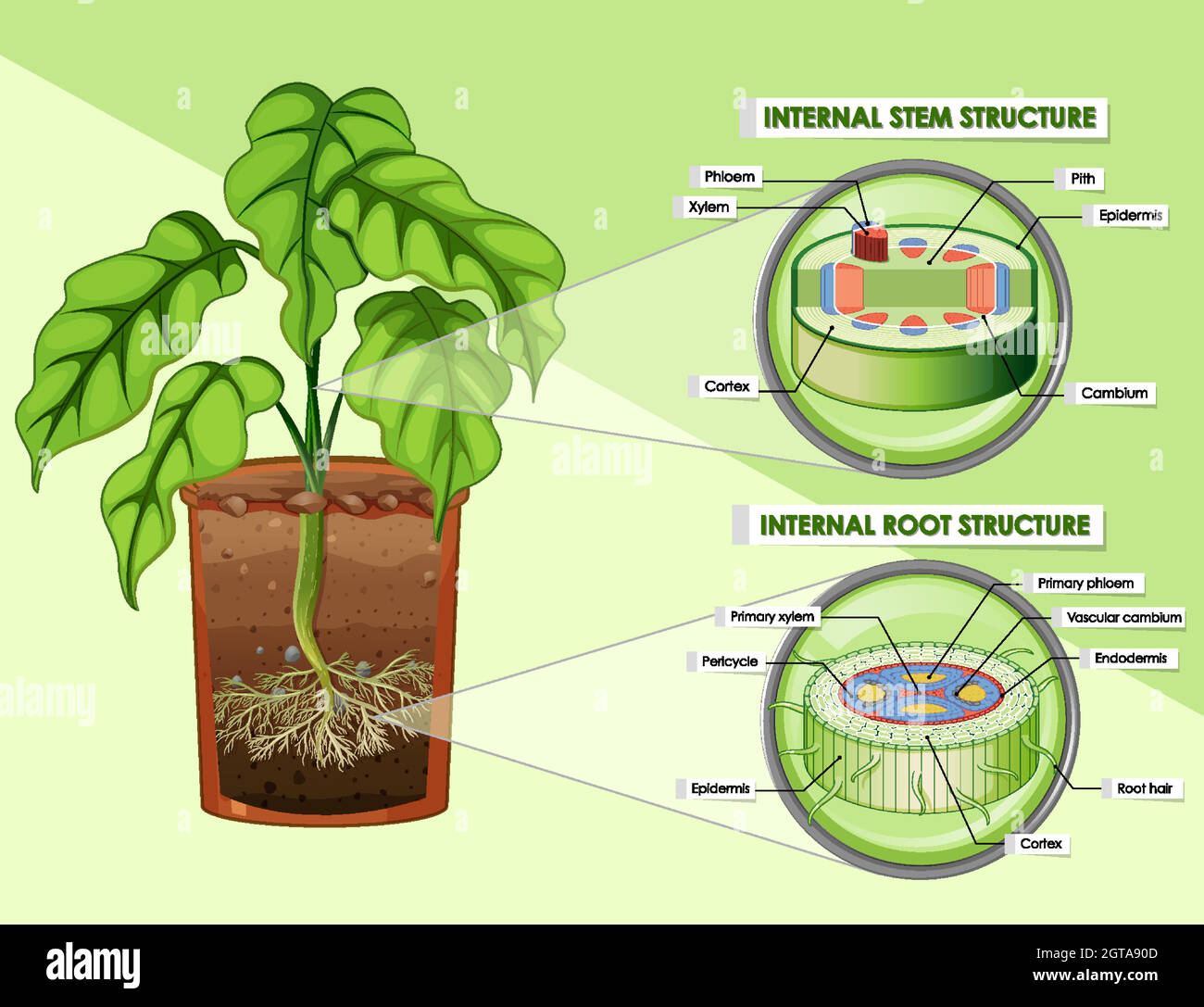 Diagram showing stem and root structure Stock Vector Image & Art - Alamy
