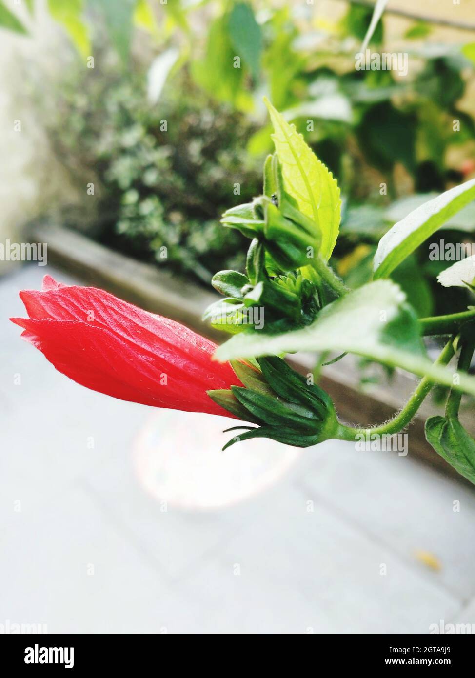 India hibiscus hi-res stock photography and images - Alamy