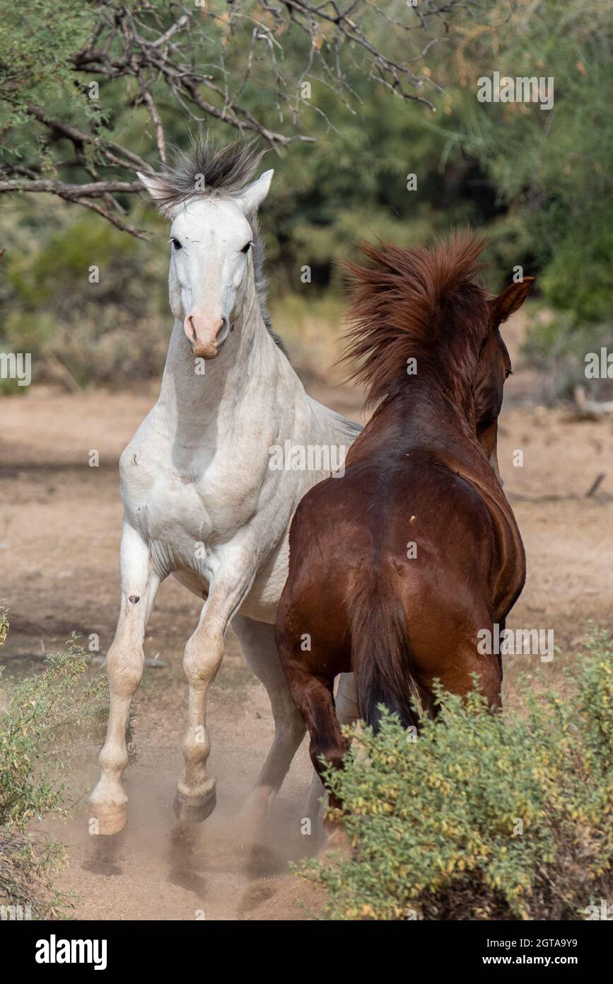 Arizona wild brown horse hi-res stock photography and images - Alamy