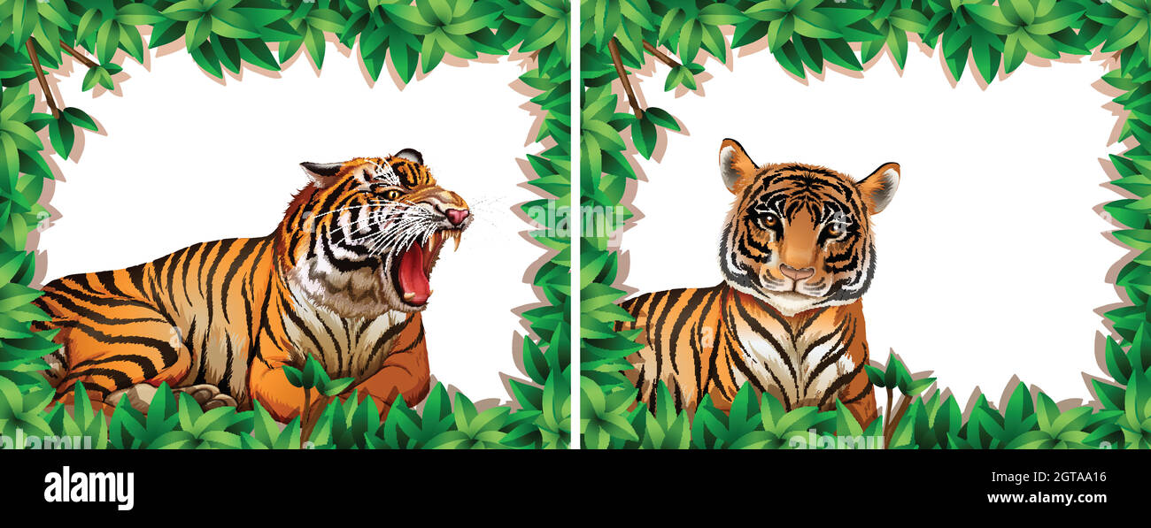 Tigers in nature frame Stock Vector Image & Art - Alamy