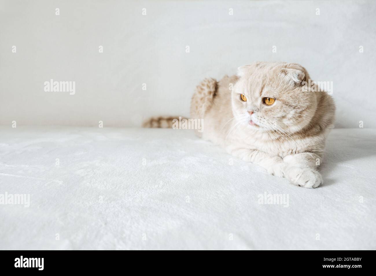 Cream white scottish fold cat hi-res stock photography and images - Alamy
