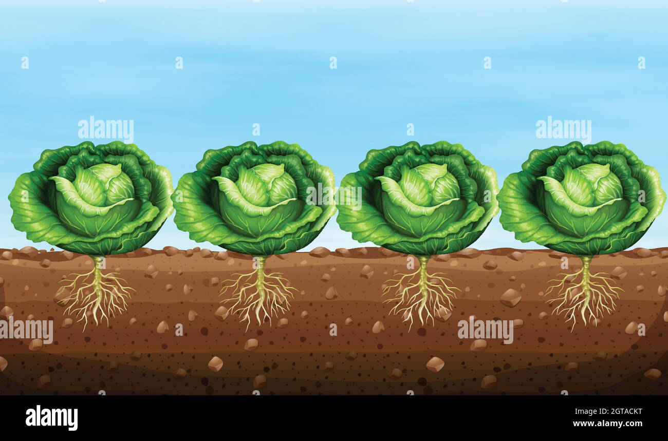 Organic vegetables grow on Stock Vector Images - Alamy