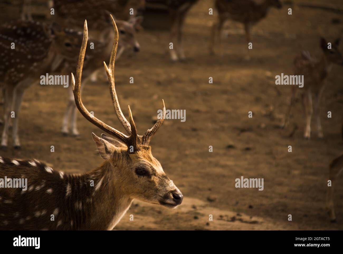 Animal barasingha hi-res stock photography and images - Alamy