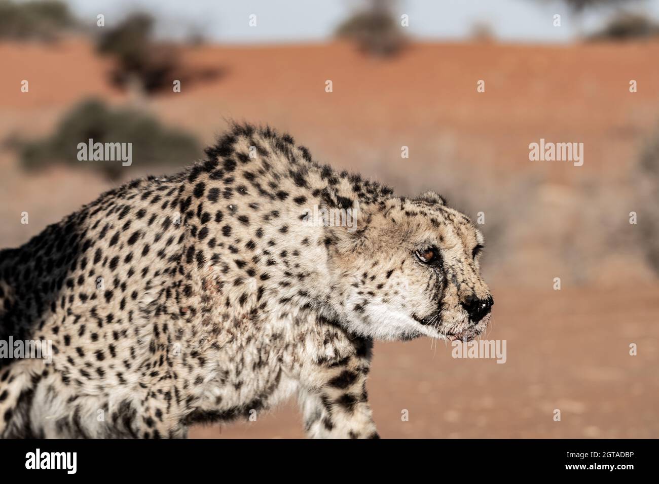 The Cheetah In Namibia Stock Photo - Alamy