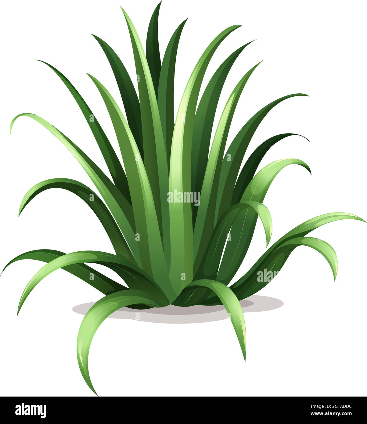 Agave spike Cut Out Stock Images & Pictures - Alamy