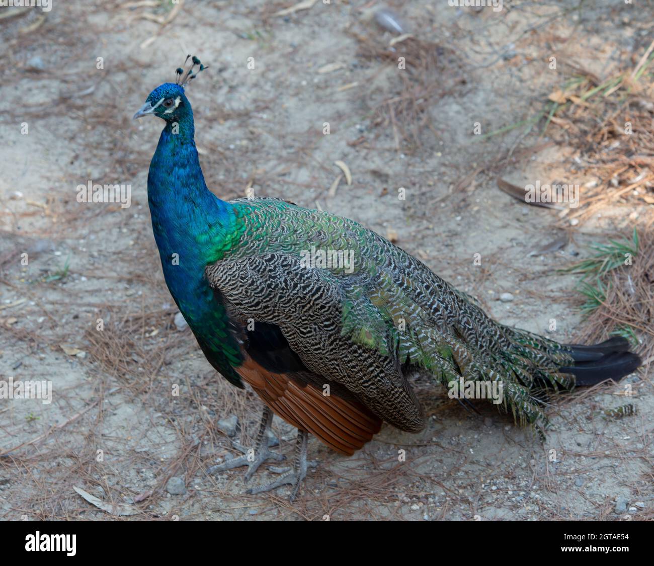 Wild peacocks hi-res stock photography and images - Alamy