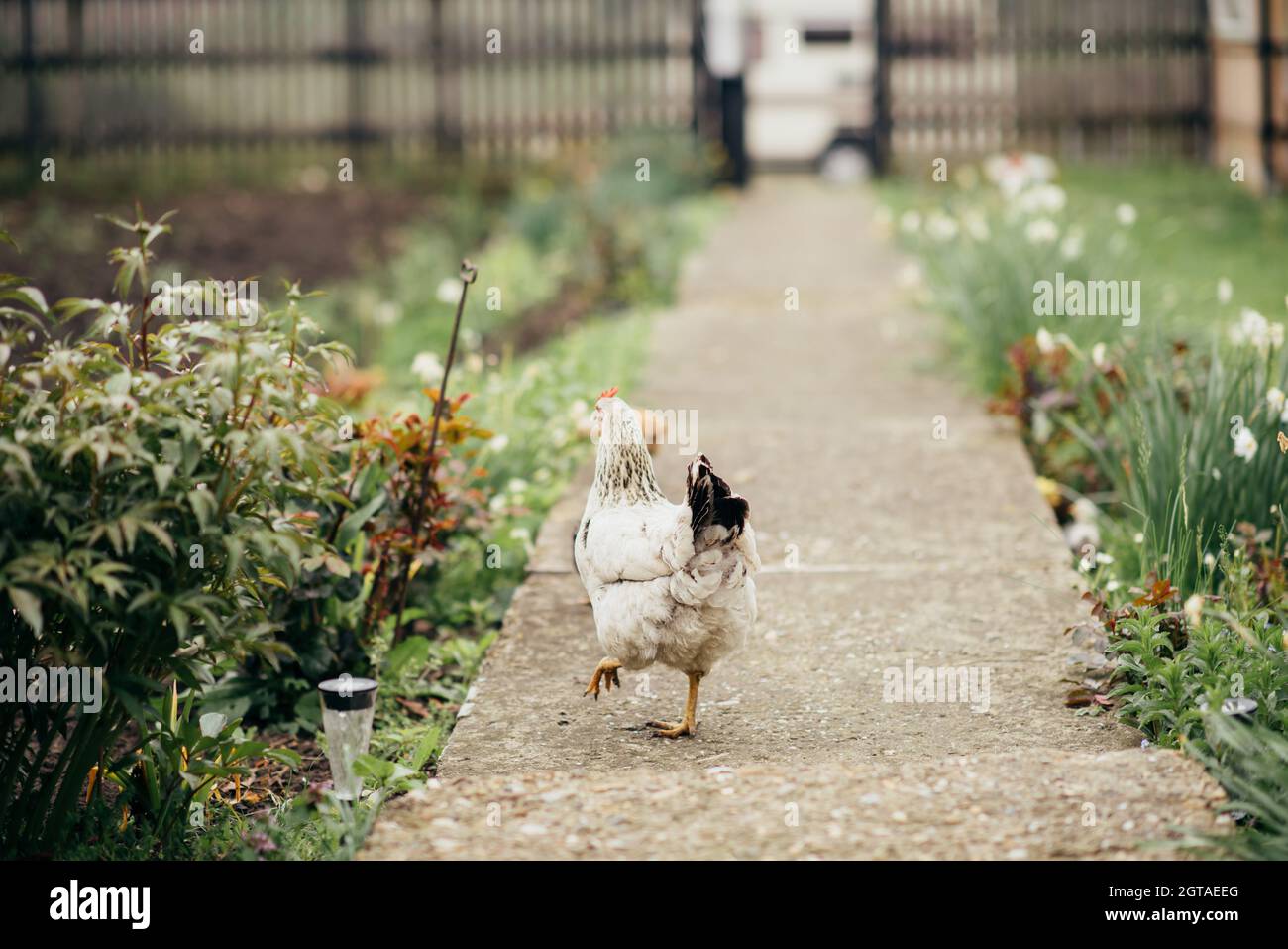 Hen grass full length hi-res stock photography and images - Alamy