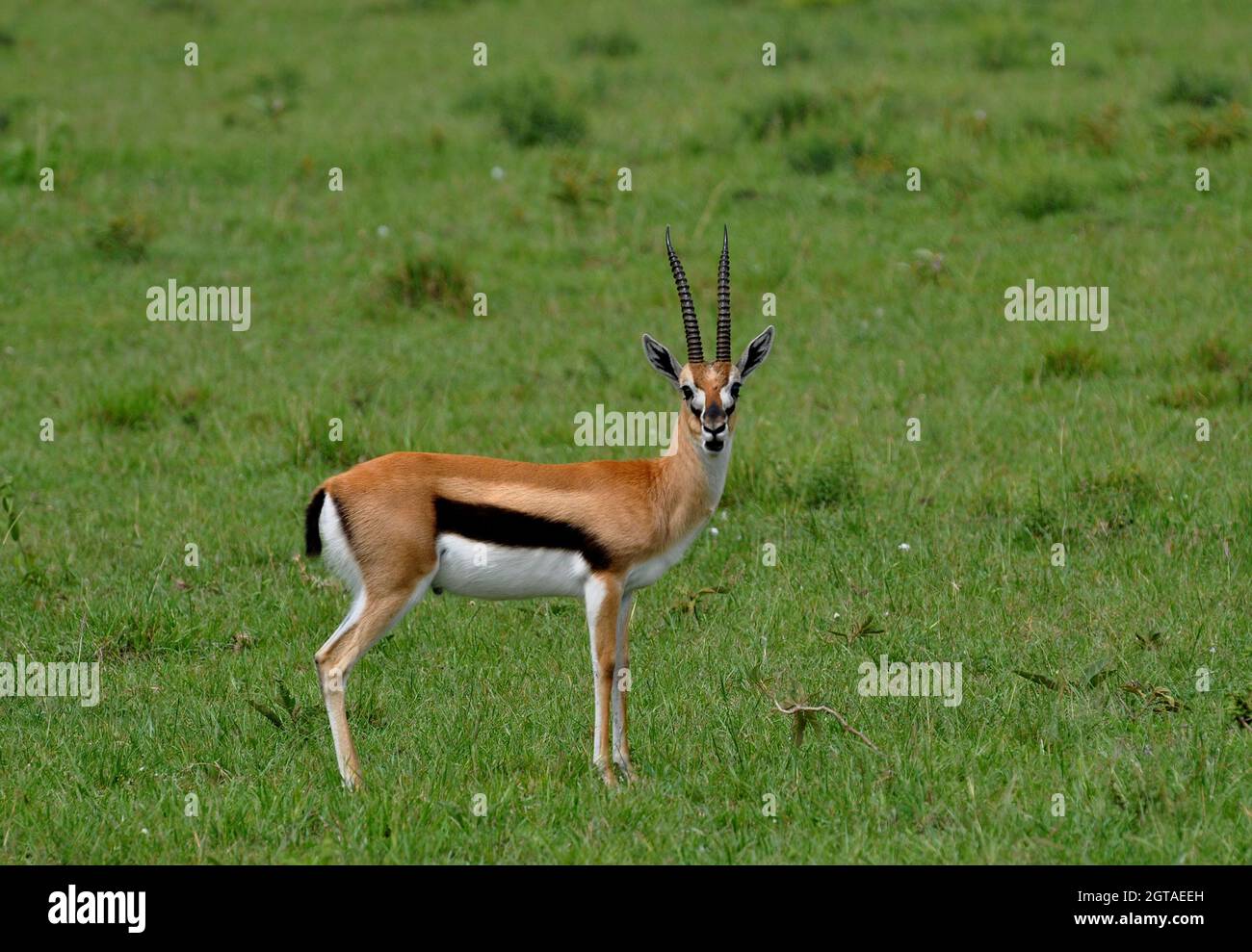 Saharan gazelle hi-res stock photography and images - Alamy