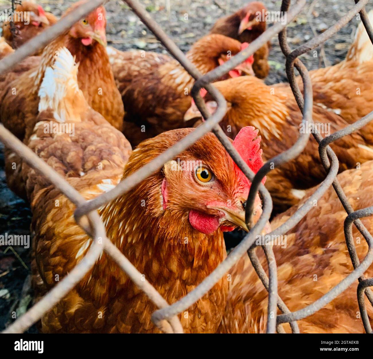 Hen chicken net hi-res stock photography and images - Alamy