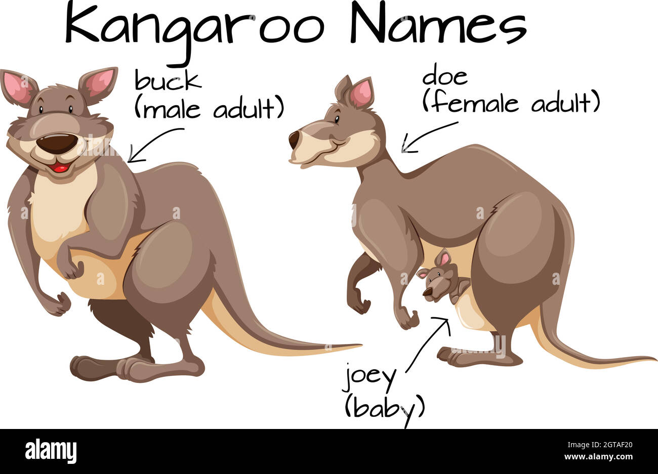 Body buck Cut Out Stock Images & Pictures - Alamy