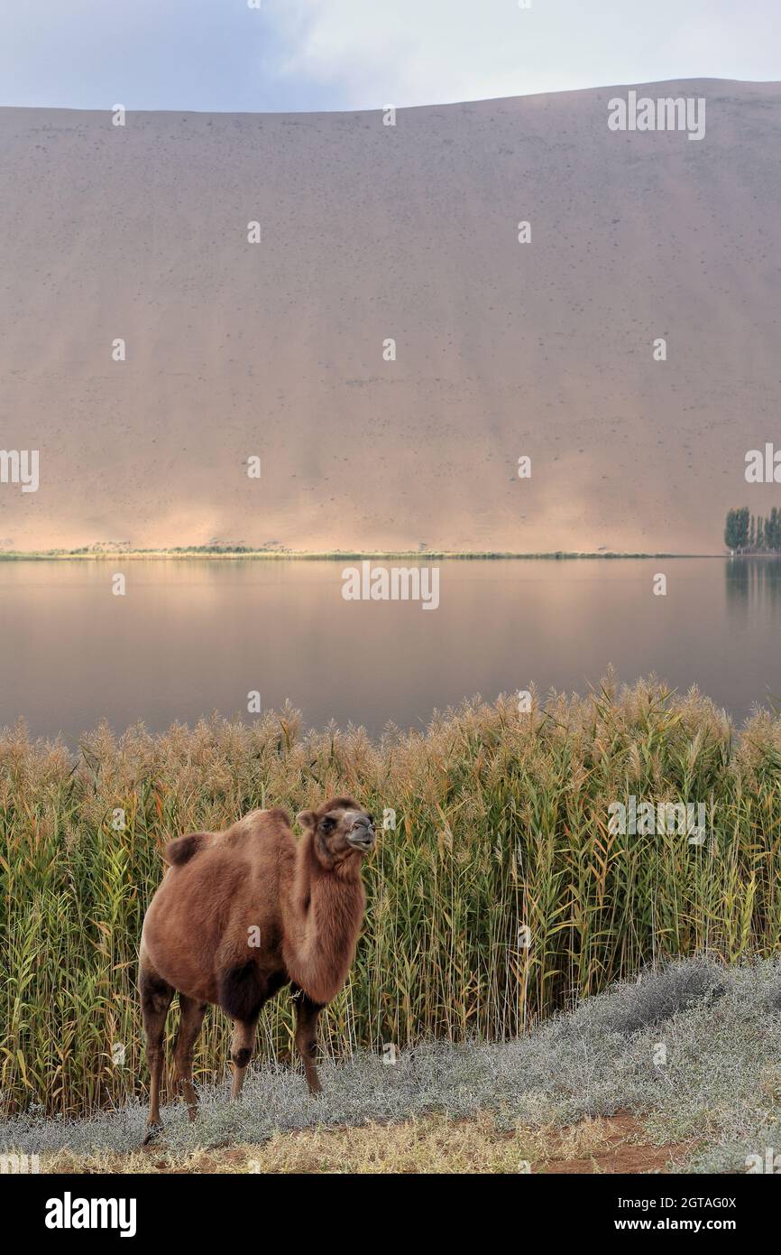 China camel plain hi-res stock photography and images - Alamy