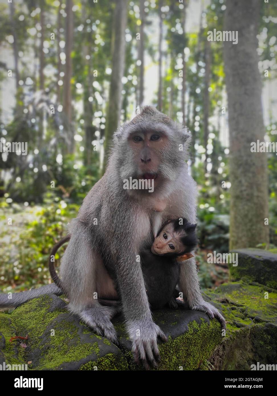 Emotion bond primate hi-res stock photography and images - Alamy