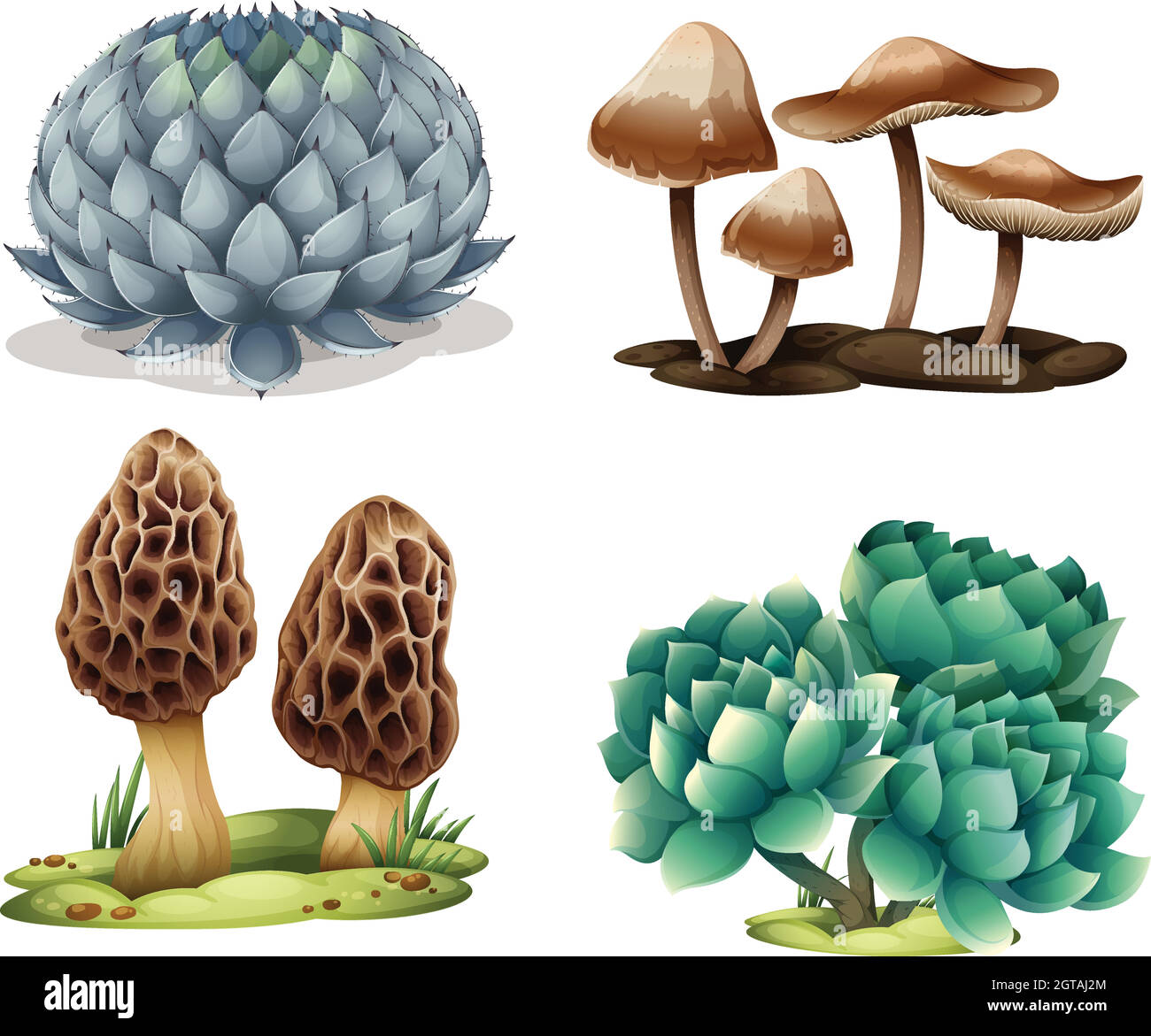 Cactus and mushrooms Stock Vector Image & Art - Alamy