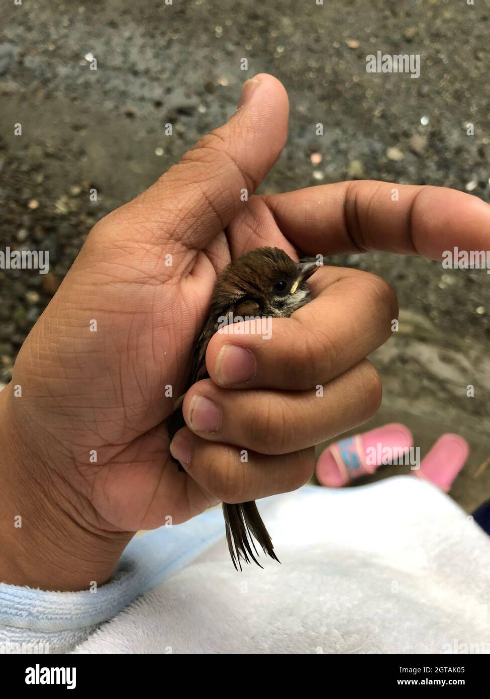 Sick bird hi-res stock photography and images - Alamy