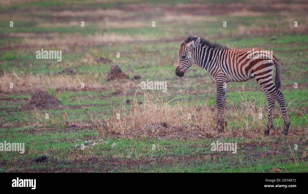 International zebra day hi-res stock photography and images - Alamy