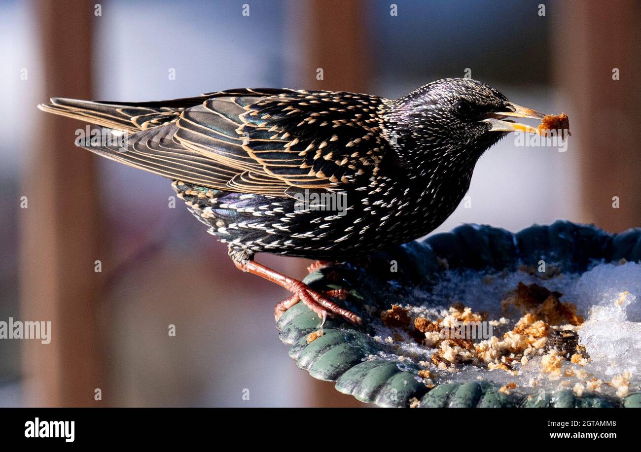 Starling with food hi-res stock photography and images - Alamy