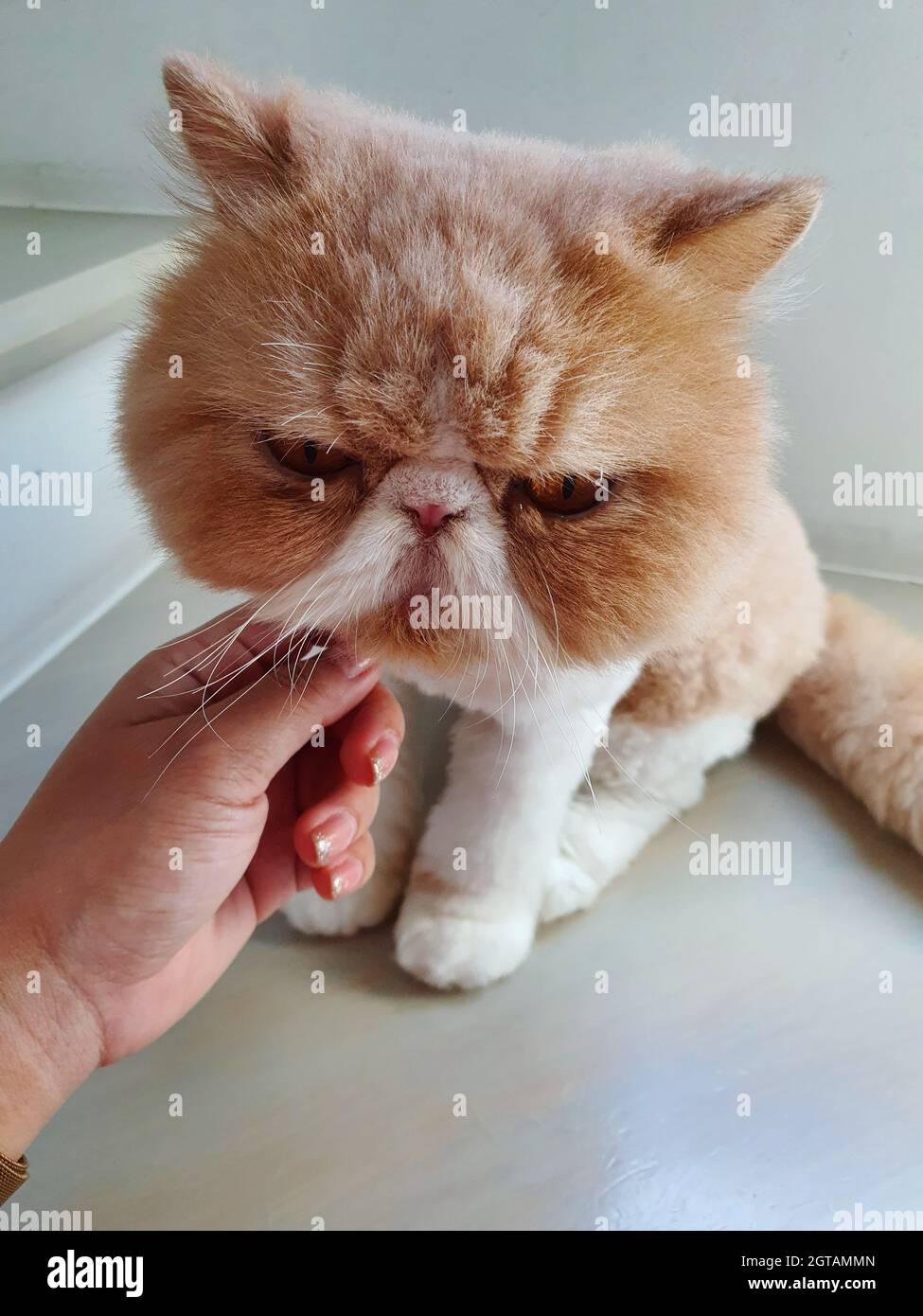 Cat touching nose with tongue hi-res stock photography and images - Alamy