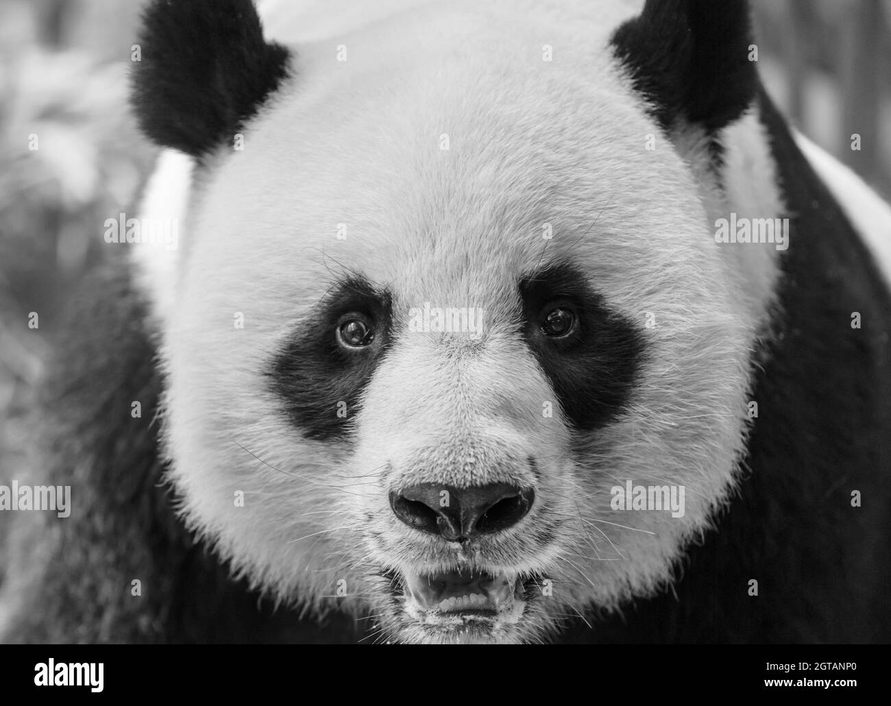 Black And White Photography Panda Face