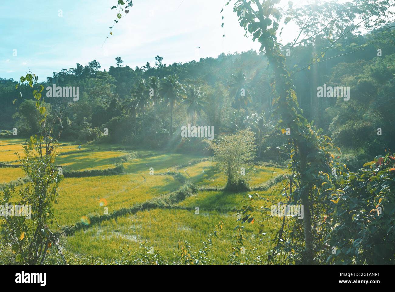 Rural tropical landscapes in Palawan island, Philippines Stock Photo ...