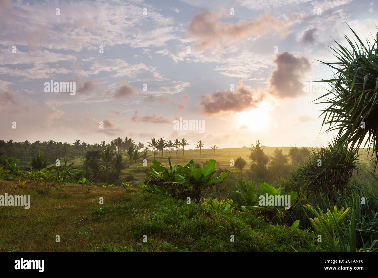 Agriculture in Asia. Green fields in Indonesia Stock Photo - Alamy