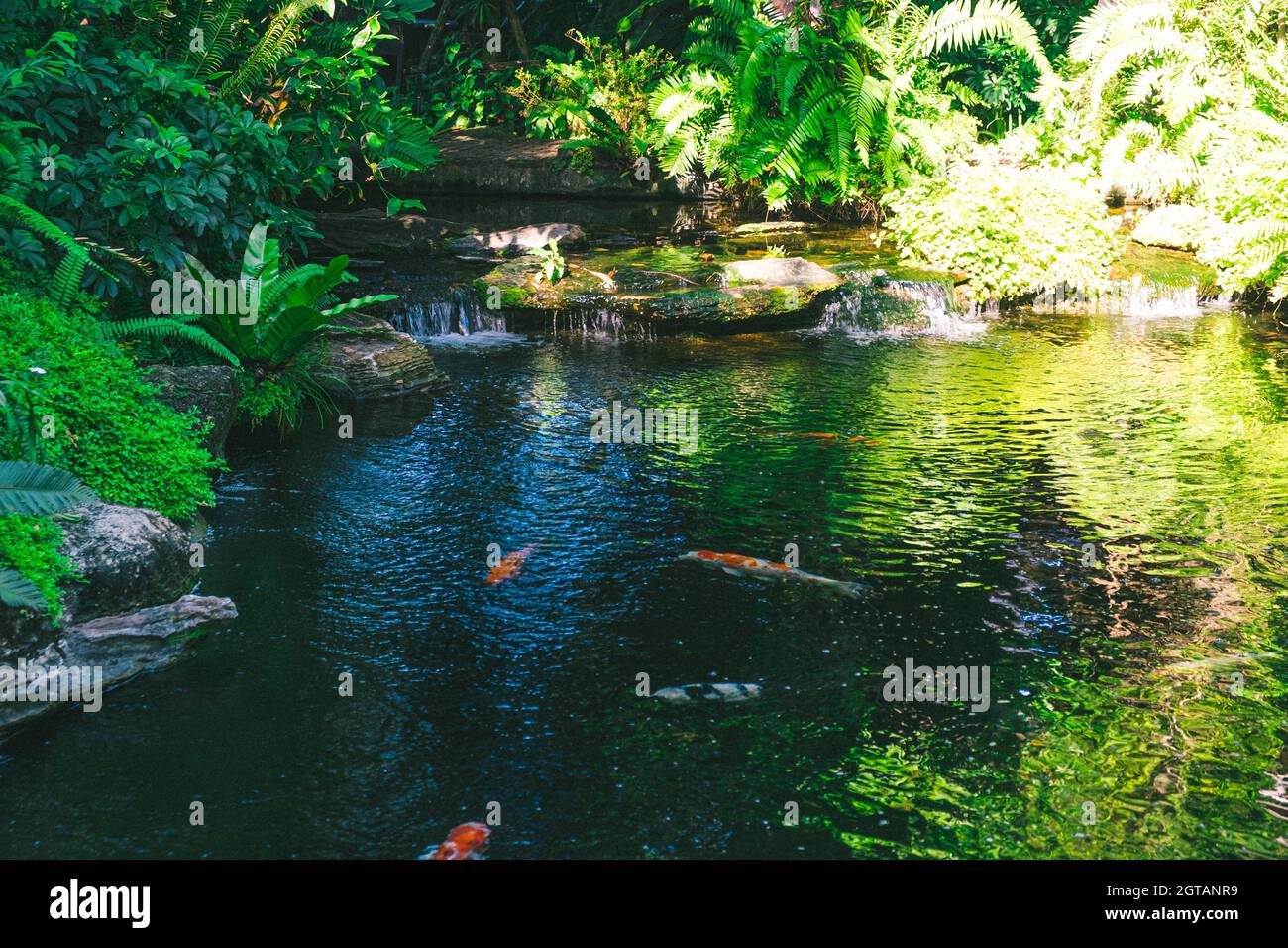 Panoramic exotic beautiful tropical deep rainforest waterfall Fresh ...