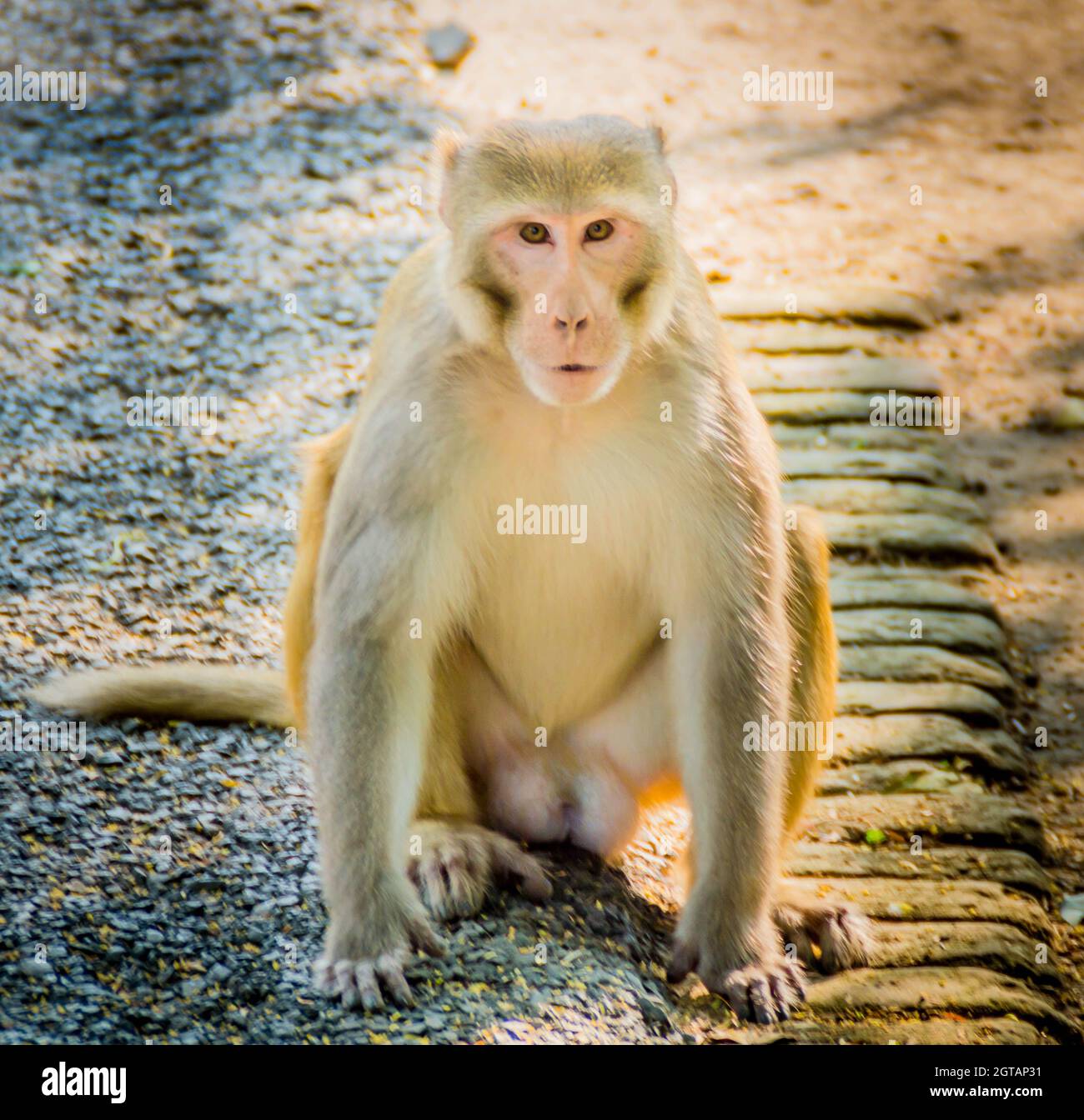 Angry looking monkey hi-res stock photography and images - Alamy