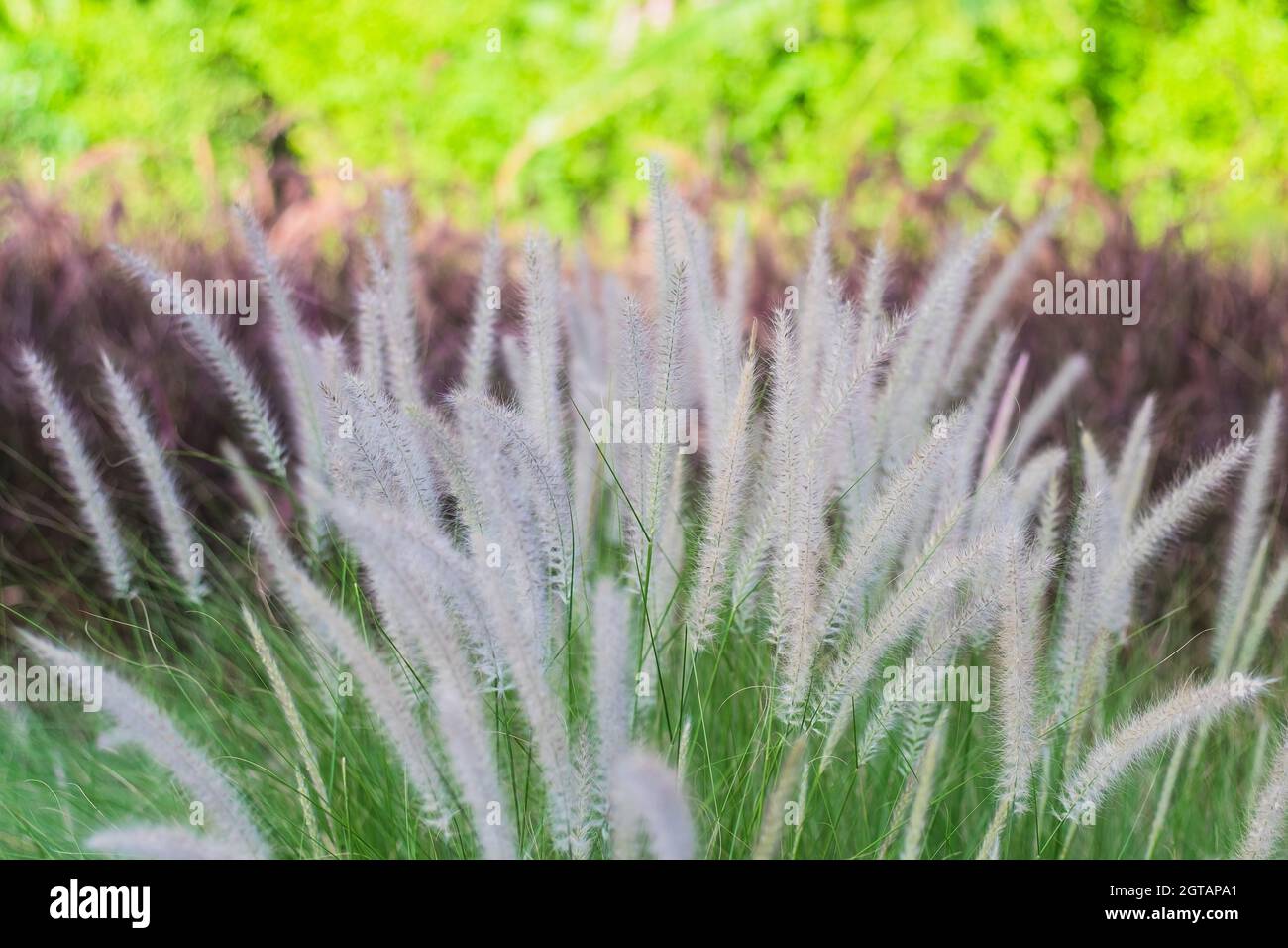 Field of Wild Wheat Grass white flower on nature background Stock Photo ...