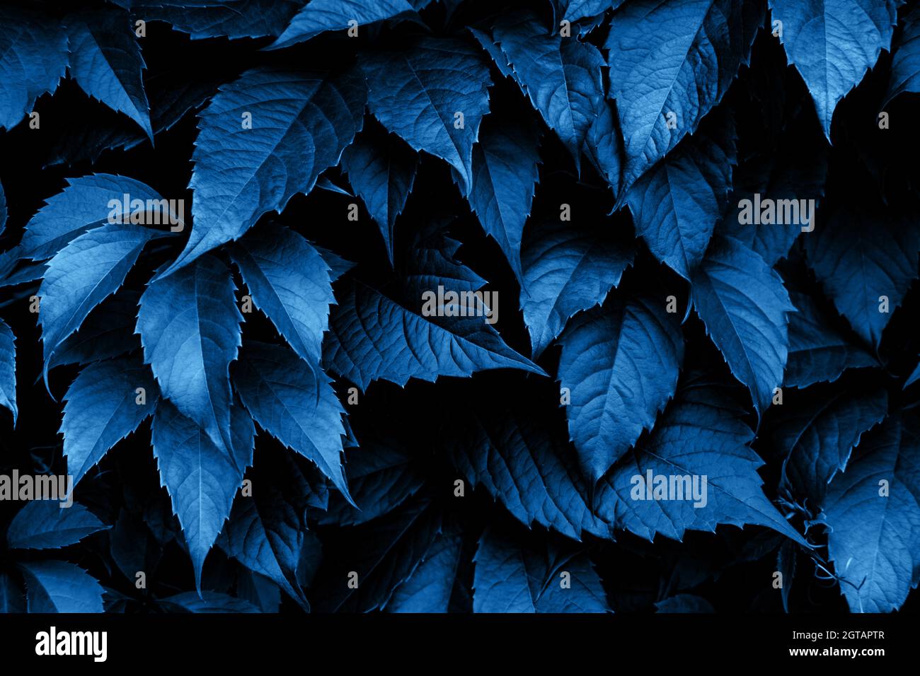 Horizontal Leaves Texture High Resolution Stock Photography and Images ...