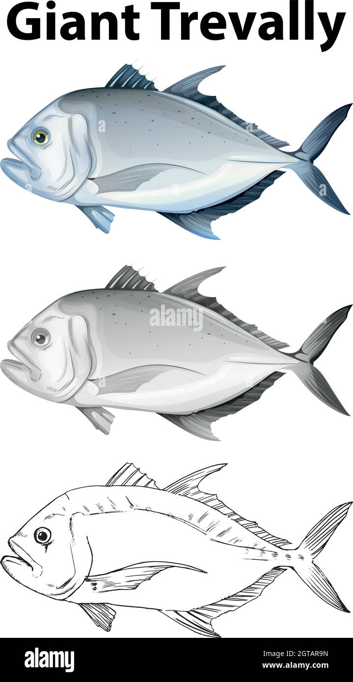 Giant Trevally Fish High Resolution Stock Photography and Images - Alamy