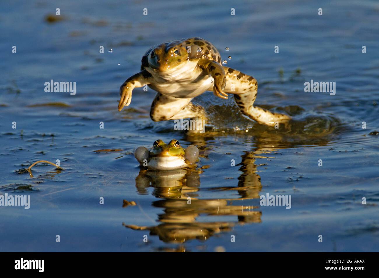 Amphibian fighter hi-res stock photography and images - Alamy