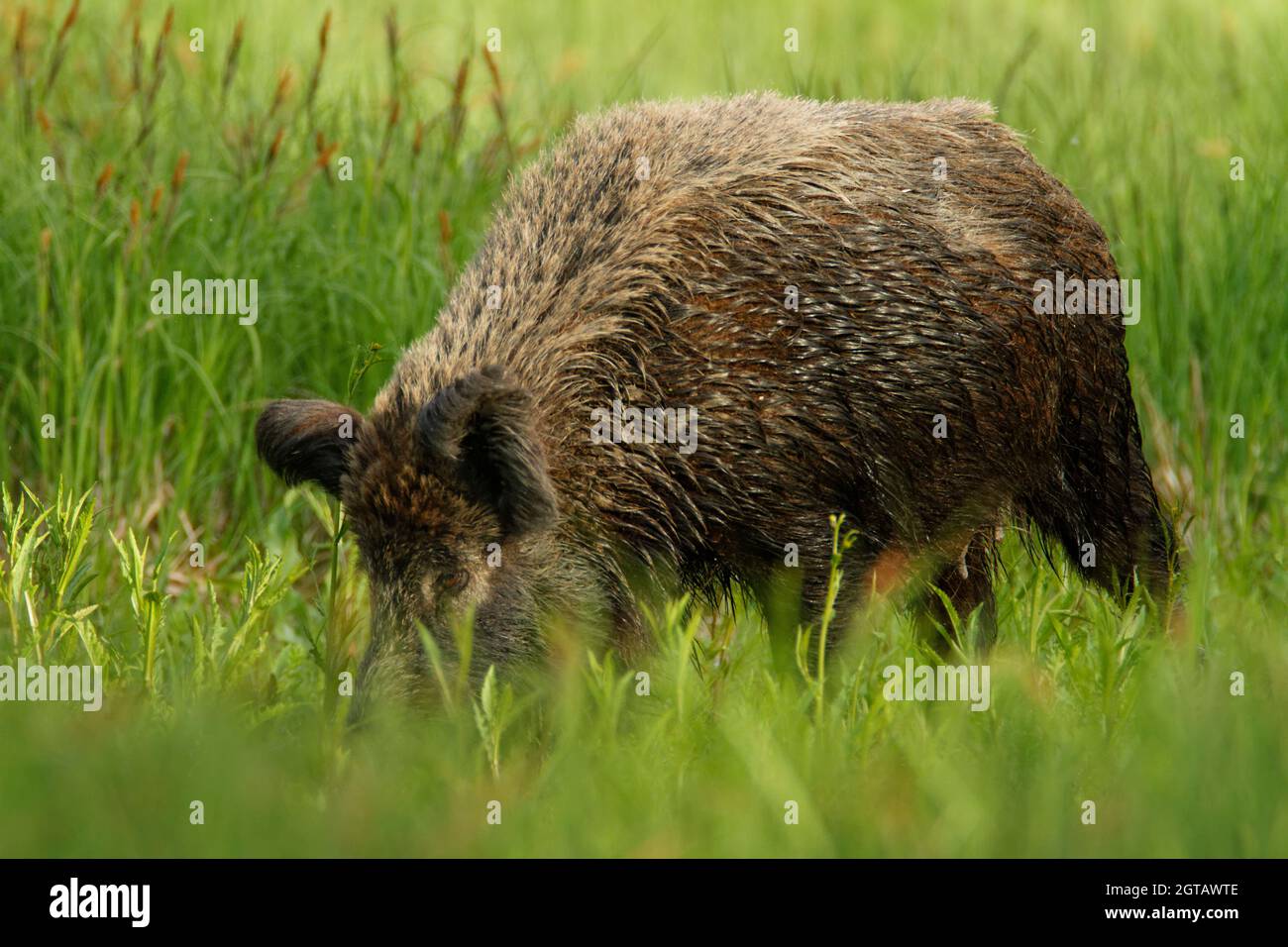 Kopacki boar hi-res stock photography and images - Alamy