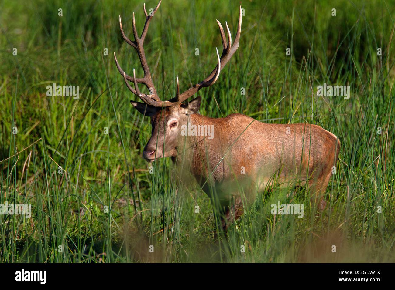 Kopacki rit animal hi-res stock photography and images - Alamy